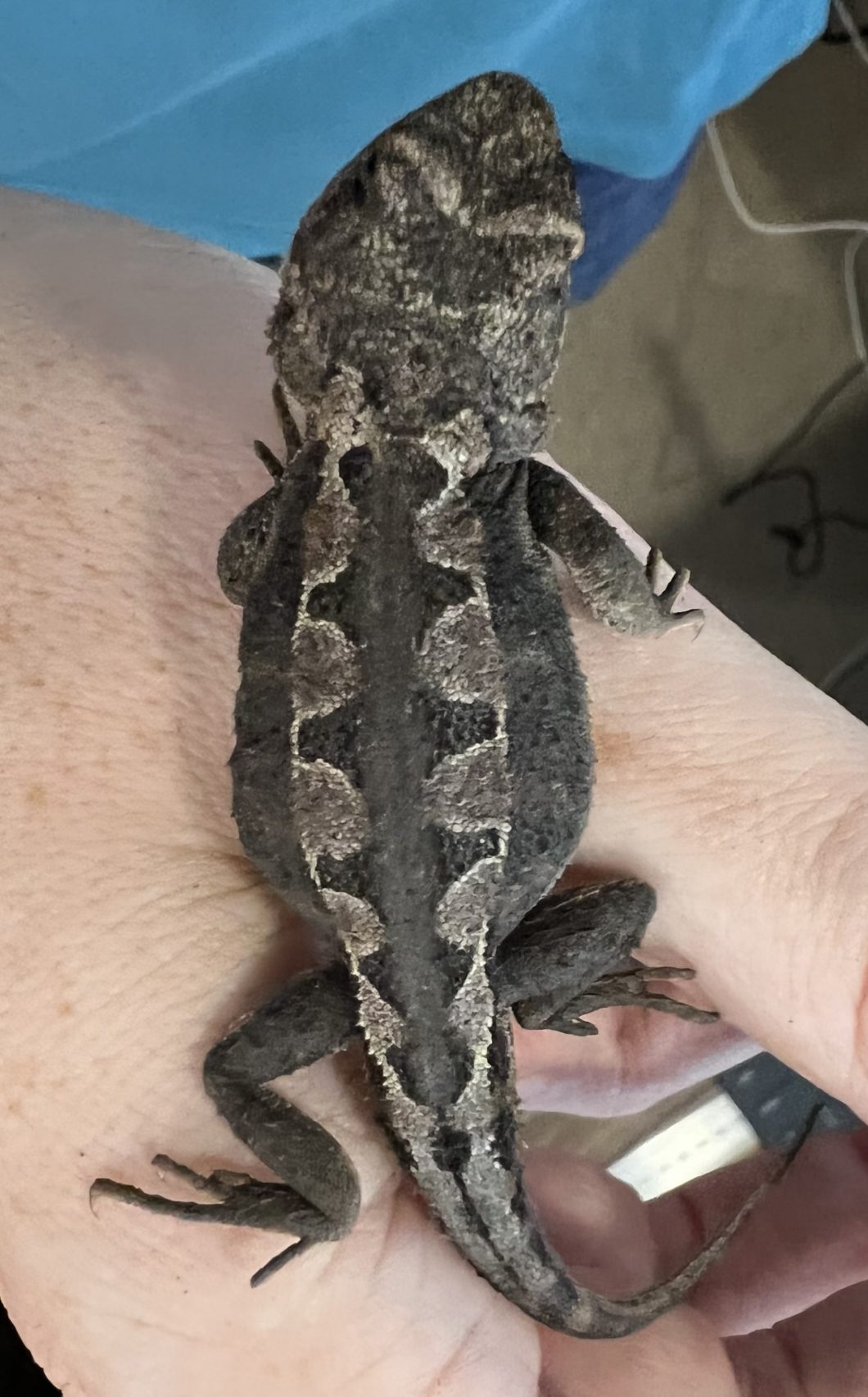 “Tilly” – Japh